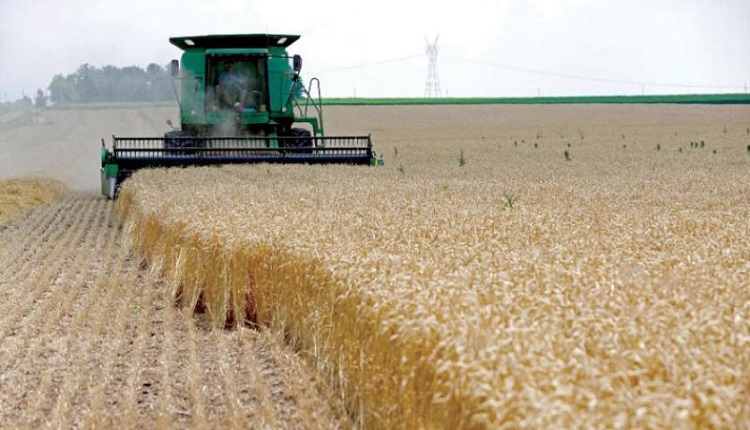 Egypt Considers Importing Wheat in Indian Rupees and Chinese Yuan ...